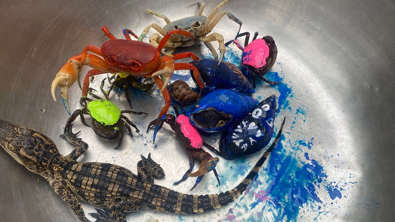 Thảo Cady đi chơi bắt được rất nhiều các con vật, con cua đỏ, con cua ...