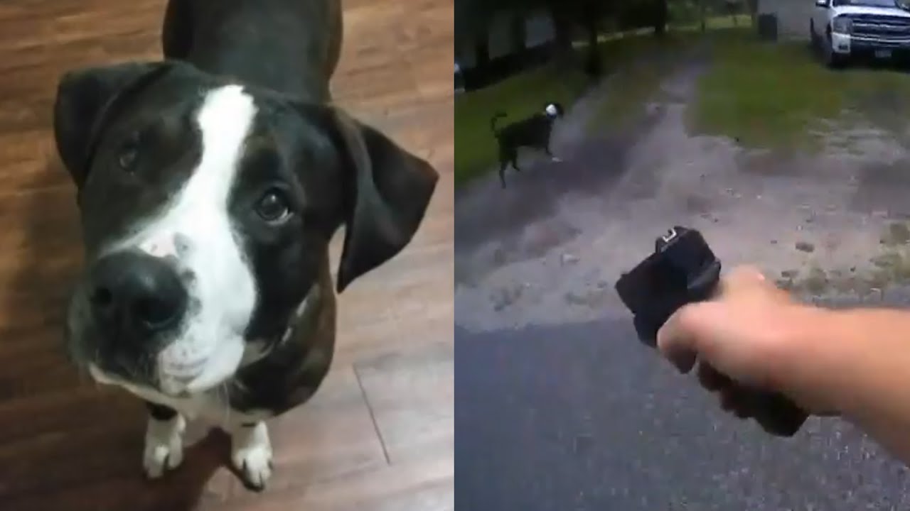 Pit bull shot and killed, police officer recovering from dog bite - YouTube