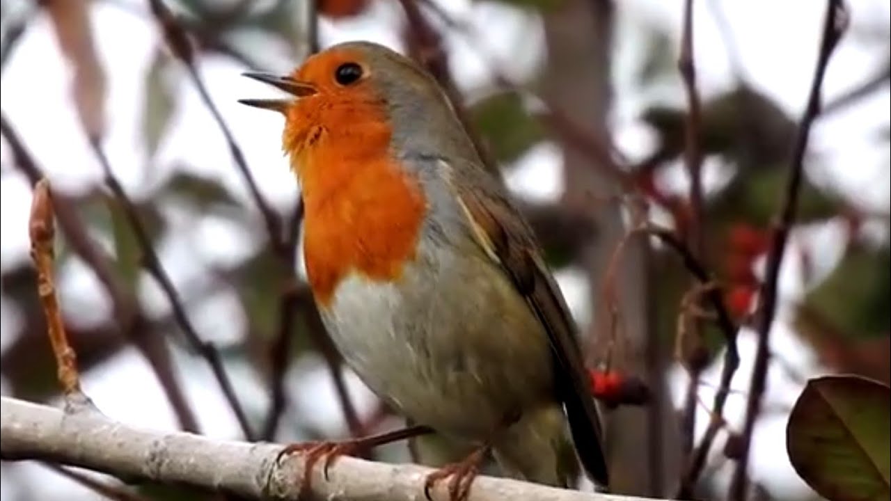 Beautiful Robin.. Robin Singing 💚🧡 - YouTube