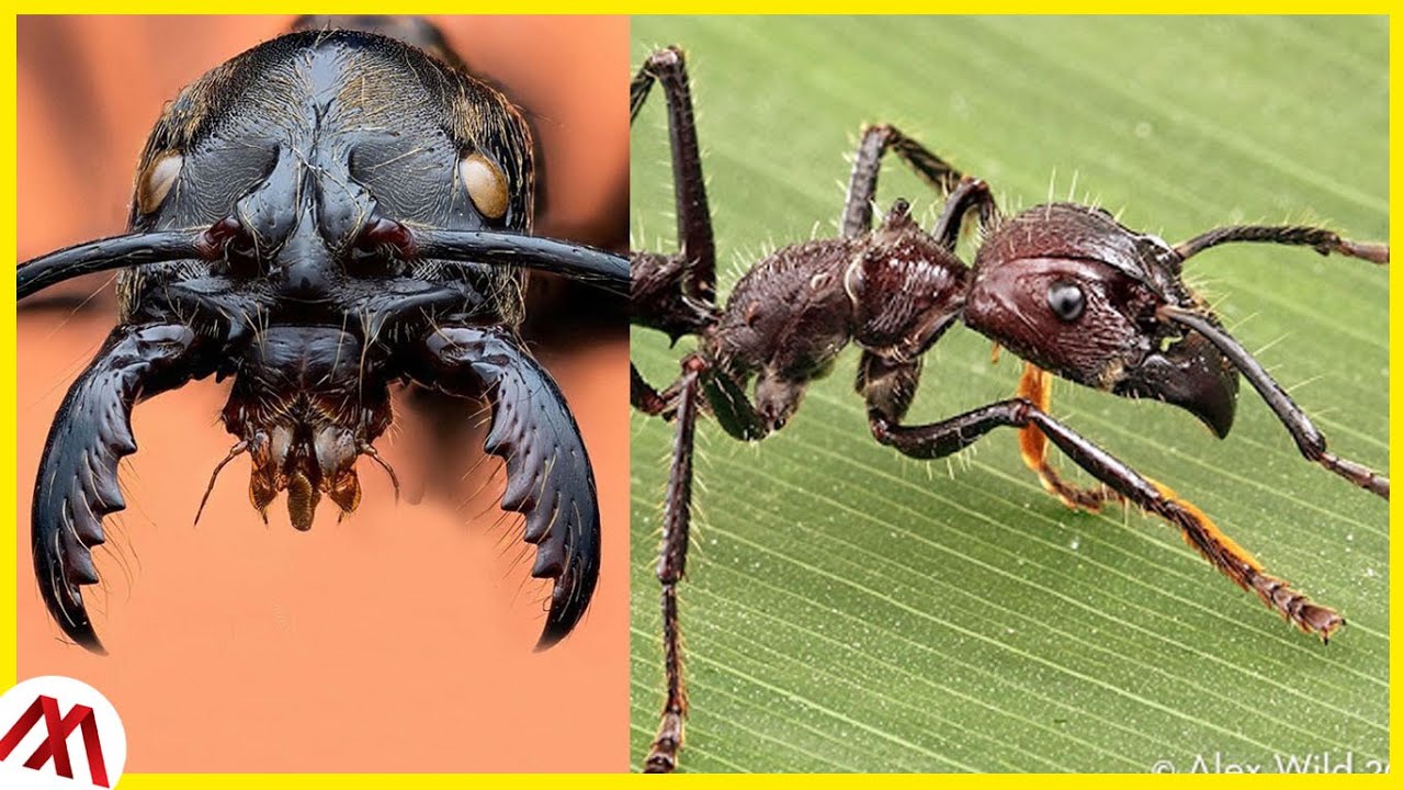 FORMIGA PARAPONERA CLAVATA - GRANDE e PICADA SEVERA | CURIOSIDADES ...