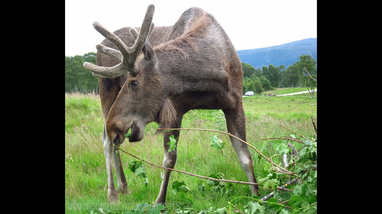 Moose in the Scottish highlands eats some greens - YouTube