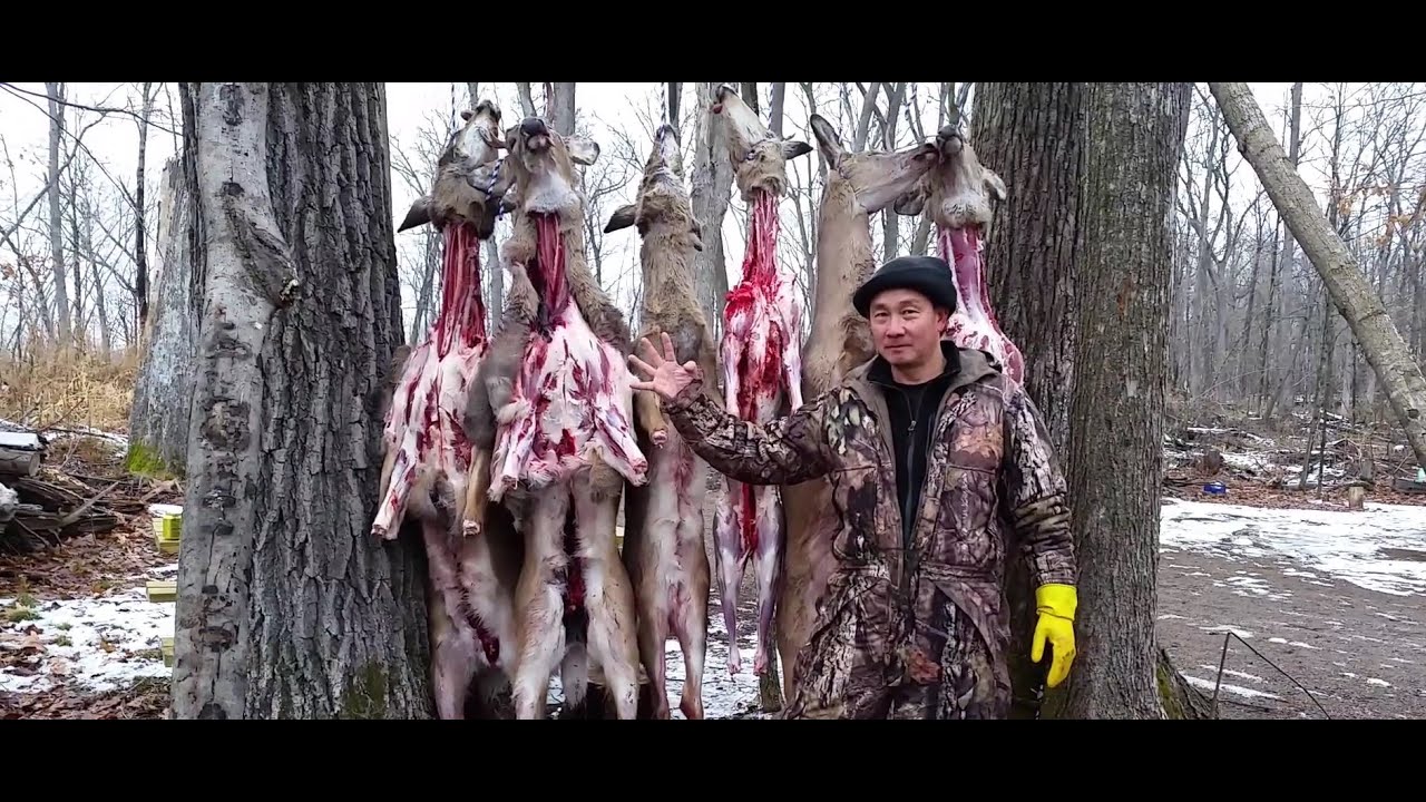 Wisconsin Gun Deer 2020 (Hmong Crossbow Hunting Team) Tua mos lwj nyob ...
