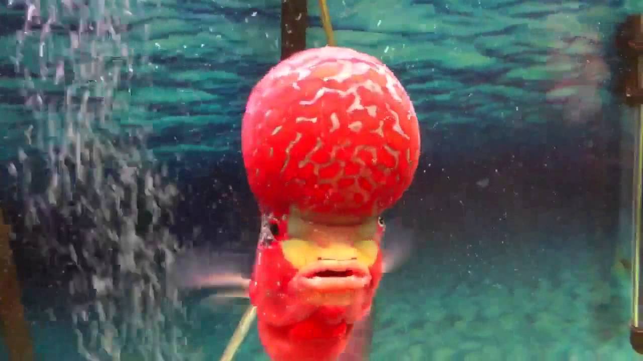 GRAND CHAMPION WINNER OF THE FLOWERHORN COMPETITION IN VIETNAM 2012 ...