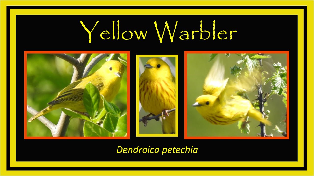 Yellow Warbler (Dendroica petechia) Identification & Facts - YouTube