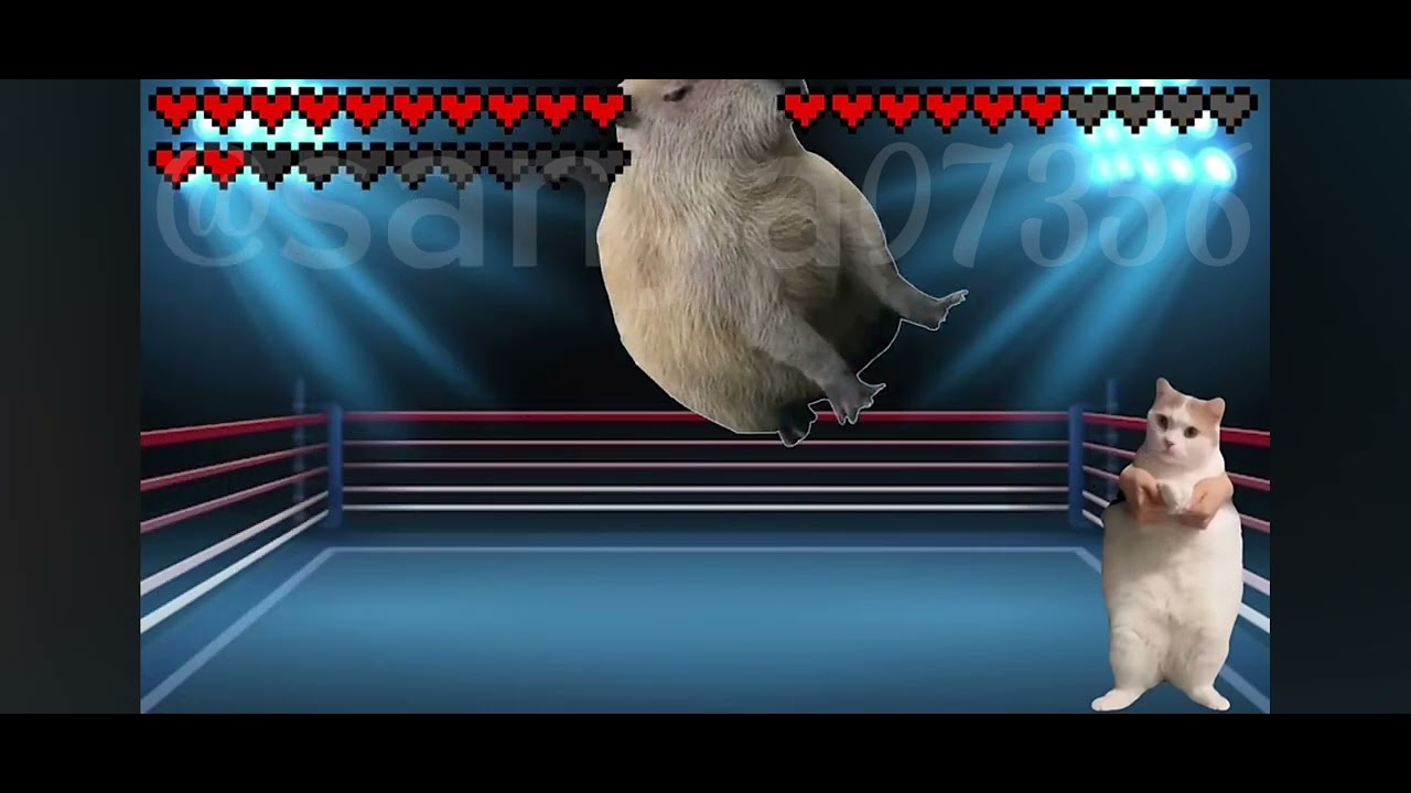 Capybara vs cats схватка капибары и котов - YouTube