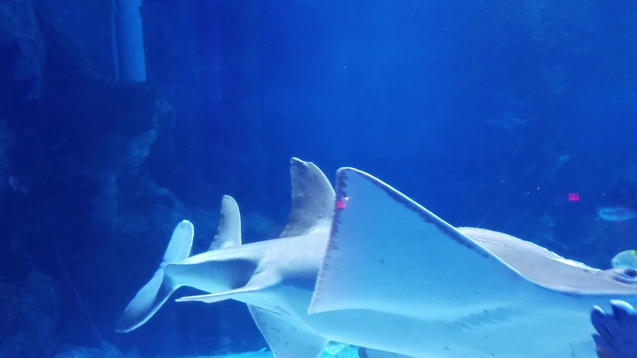 Sharks and rays - YouTube