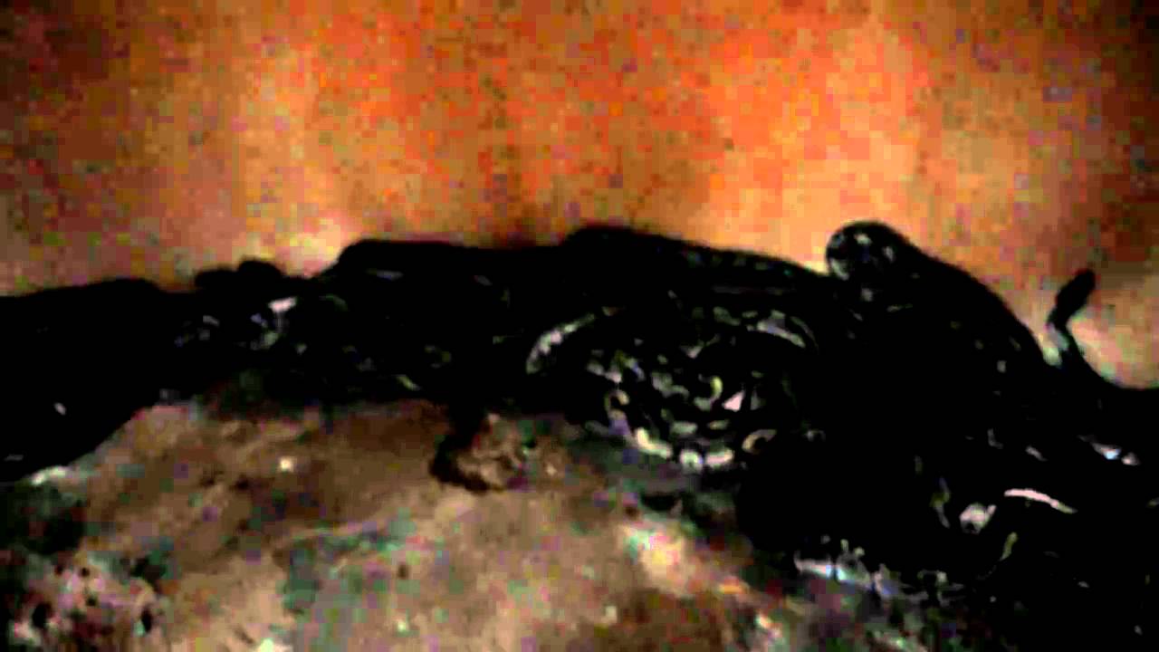 VooDoo Snake Temple - Part 2 (Grand Popo, Benin) - YouTube