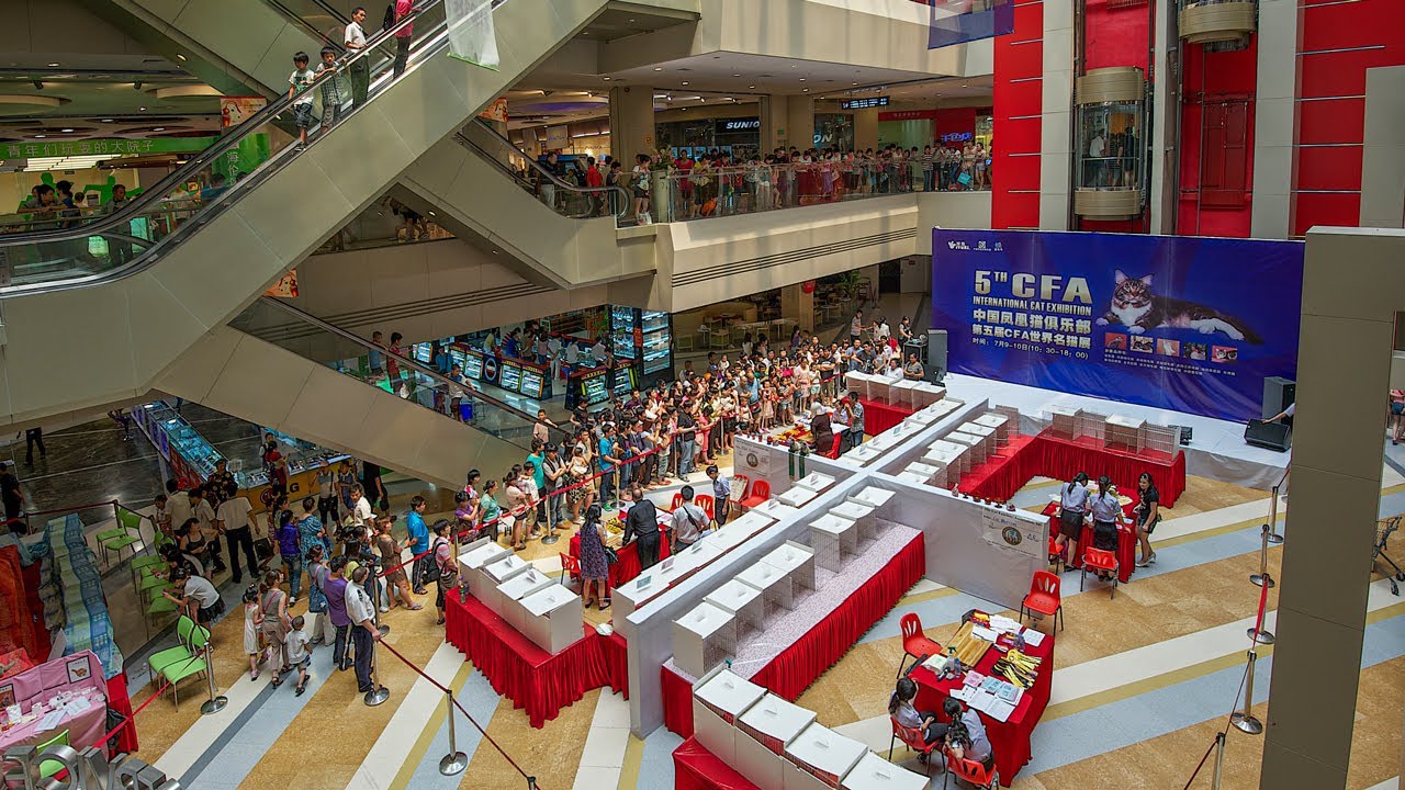CFA international cat show in China. - YouTube