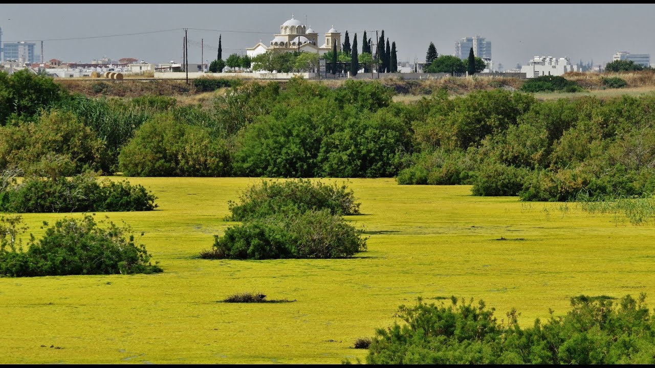 Oroklini Lake with yellow color (Algae) - Cyprus 22/5/2019 - YouTube
