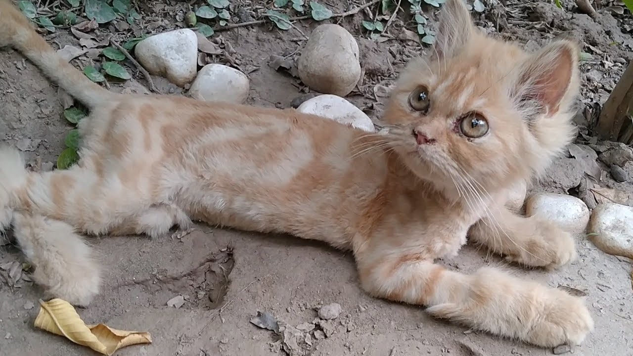 Tried To Rescue A Kitten Who Managed To Escaped Still Trying To Catch ...