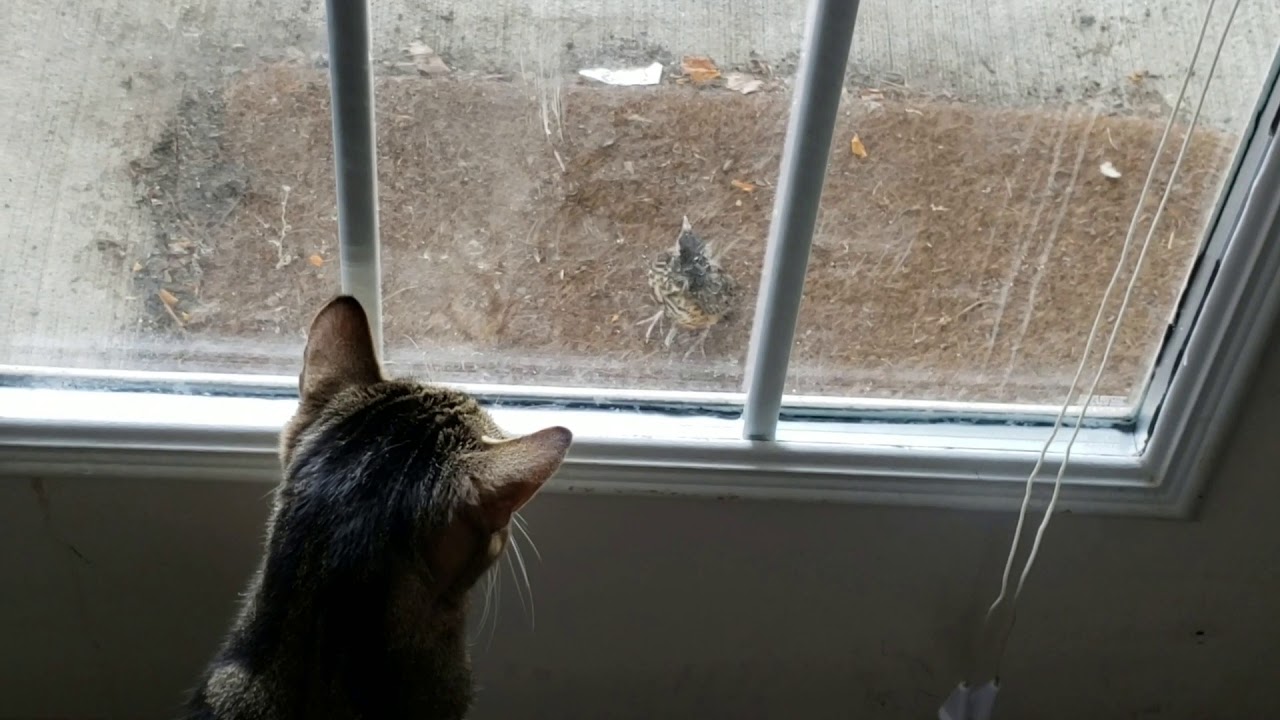 Baby Bird Attacks My Door - YouTube