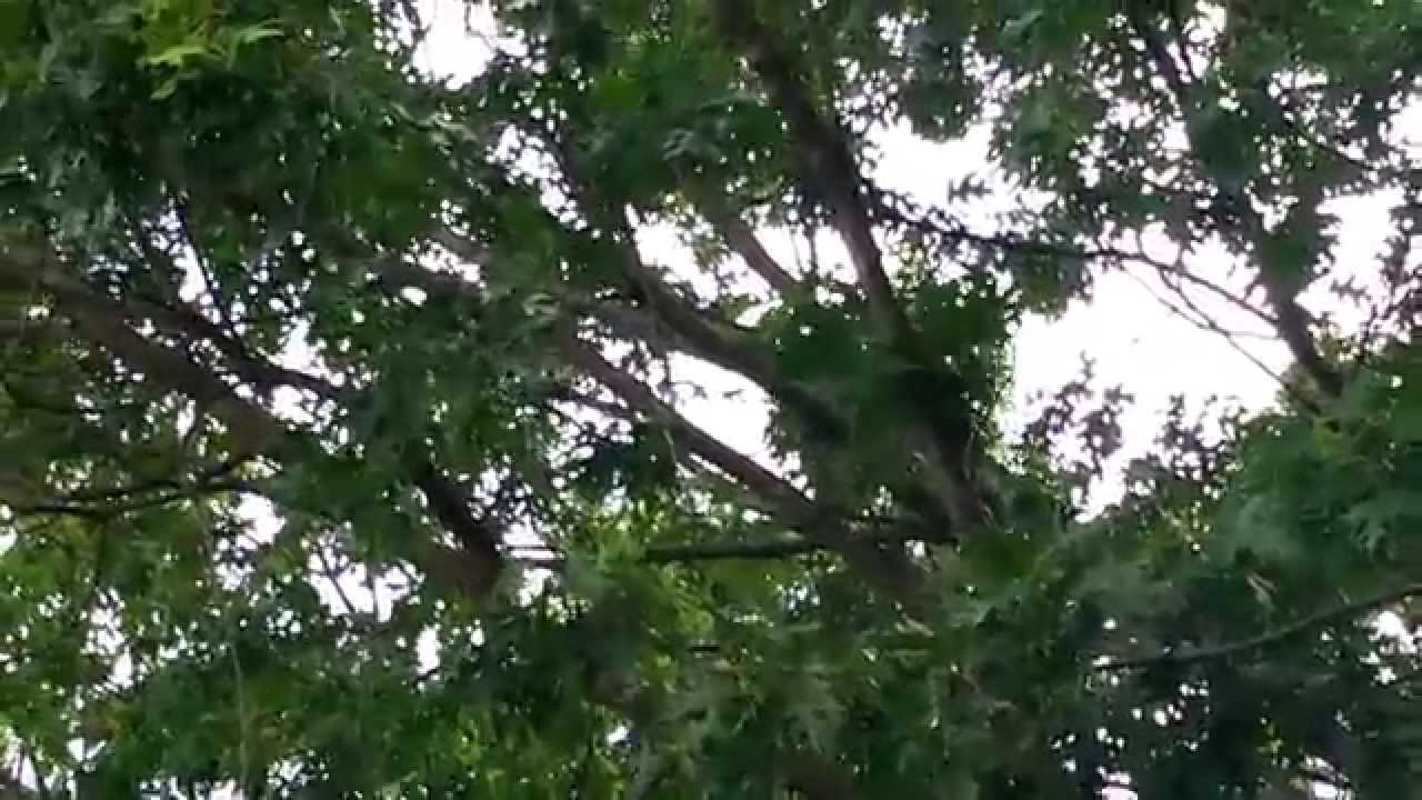 Hard working squirrel funny must see - YouTube