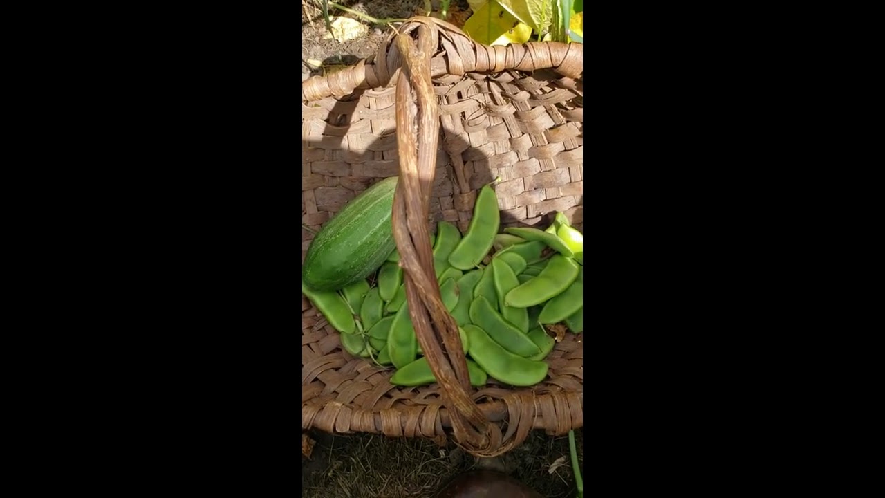 HARVESTING LIMA BEANS | Old Tavern Farm - YouTube