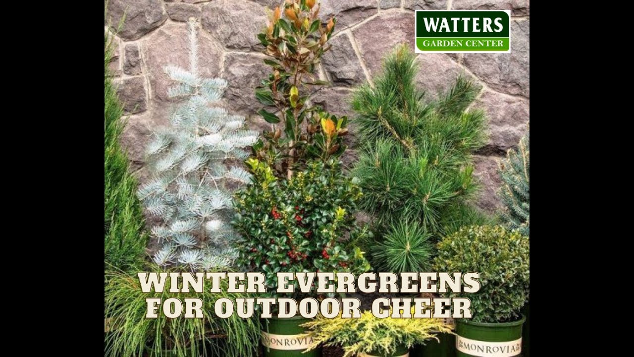 🌲 Winter Evergreens for Outdoor Cheer - YouTube
