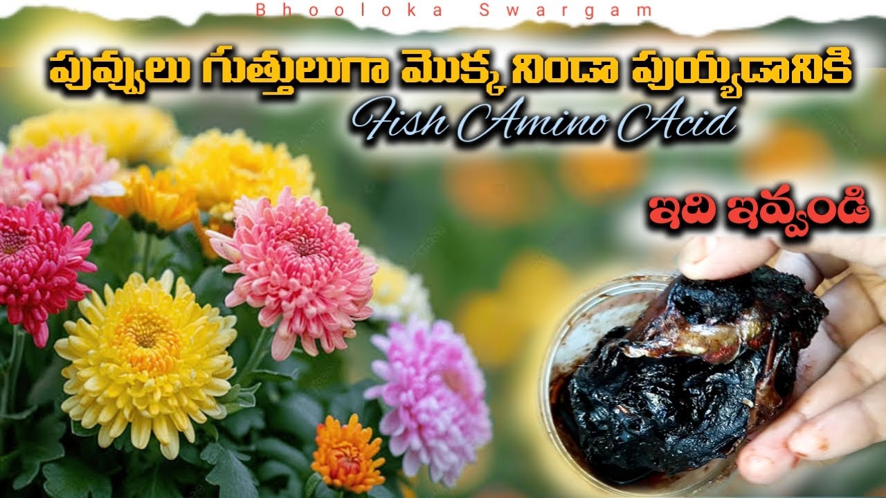 Puvvulu Baga puyyadaniki Kayalu bagakayadaniki organic fertilizer-Fish ...