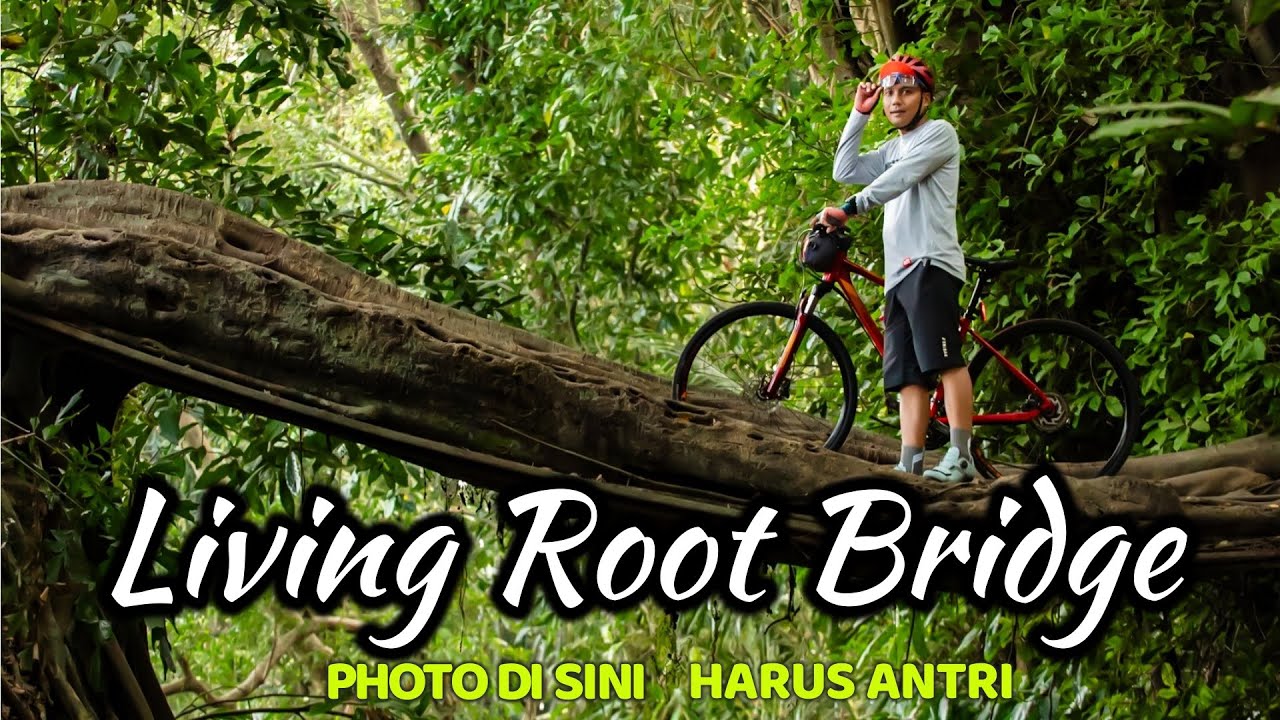 Rute Gowes Lokasi Viral Jembatan Akar Pohon beringin Seyegan Sleman ...