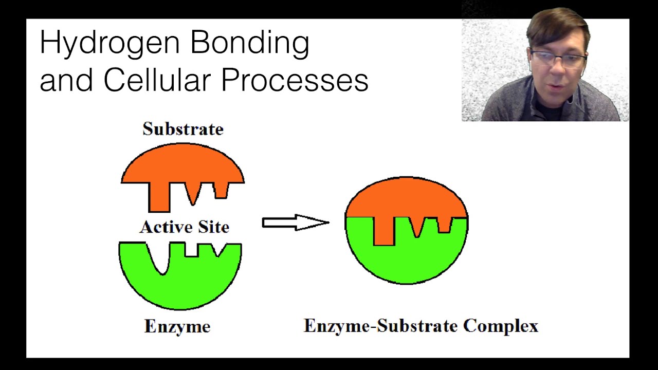 2019 AP Biology Review: Biochemistry, Energetics, and Cell Bio - YouTube