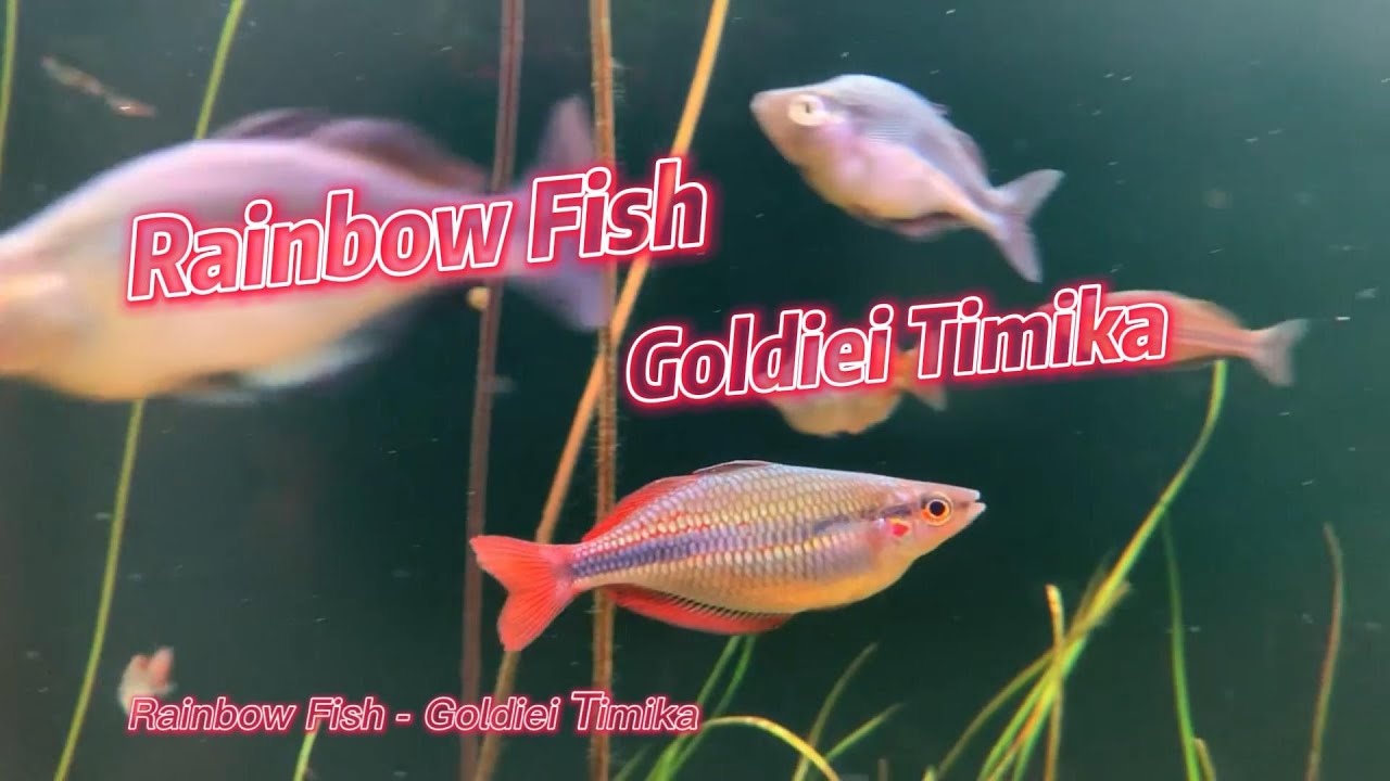 Rainbow Fish - Goldiei Timika - YouTube
