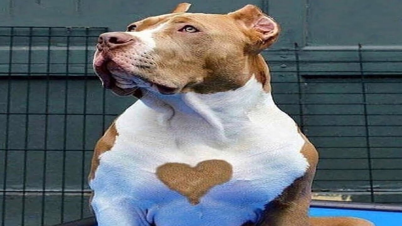 Walking DDK dogs with the boys on Christmas Eve. - YouTube