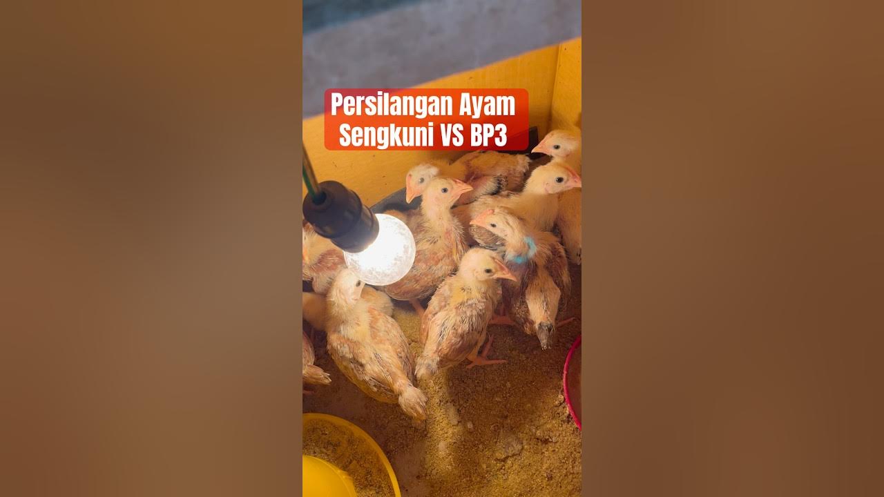 Calon Pedaging Super !!! Persilangan Ayam Sengkuni dan BP3 Untuk Ayam Kampung Pedaging Unggul ...