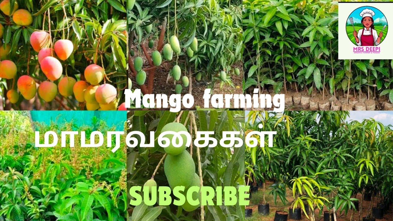 Mangofarming2025, mango cultivation, farming techniques, agriculture ...