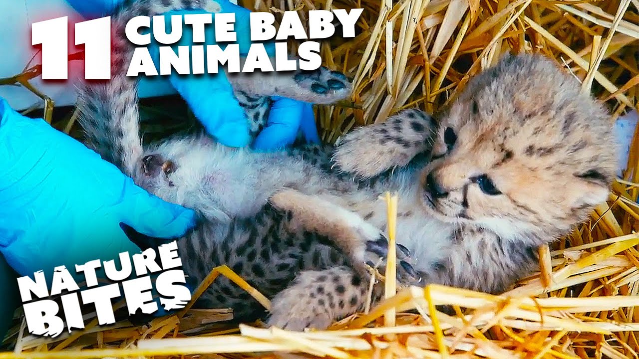11 Irresistibly Cute Baby Animals Taking Their First Steps | Nature ...
