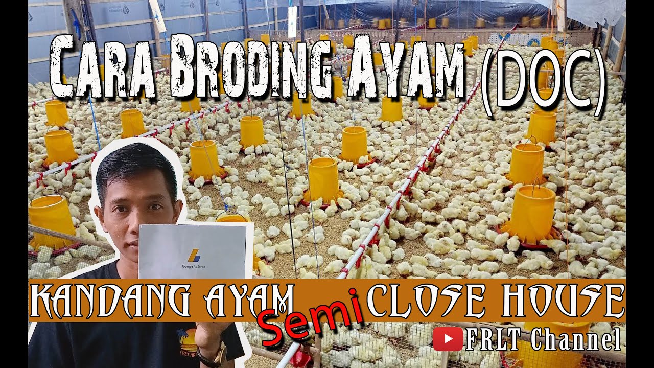 Part-4 : Cara Broding DOC Ayam Broiler || Kandang Semi Close House ...