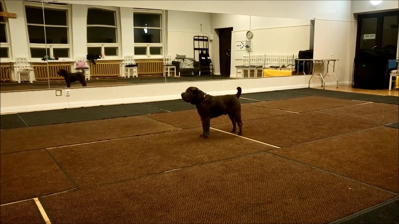 Shar pei obedience training - YouTube