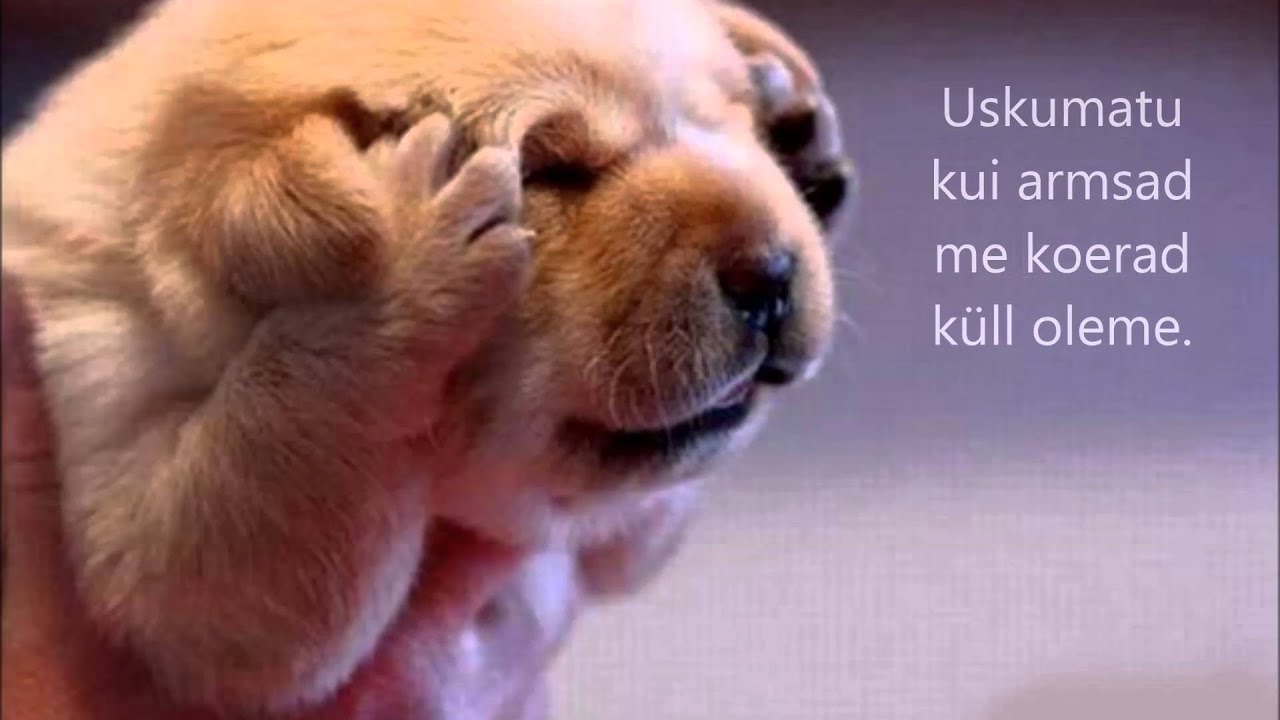 Koerad on nunnud - YouTube