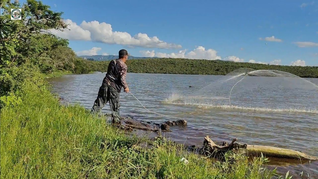 tirando la tarraya en lago repleto de tilapias fileteras y disqueras ...