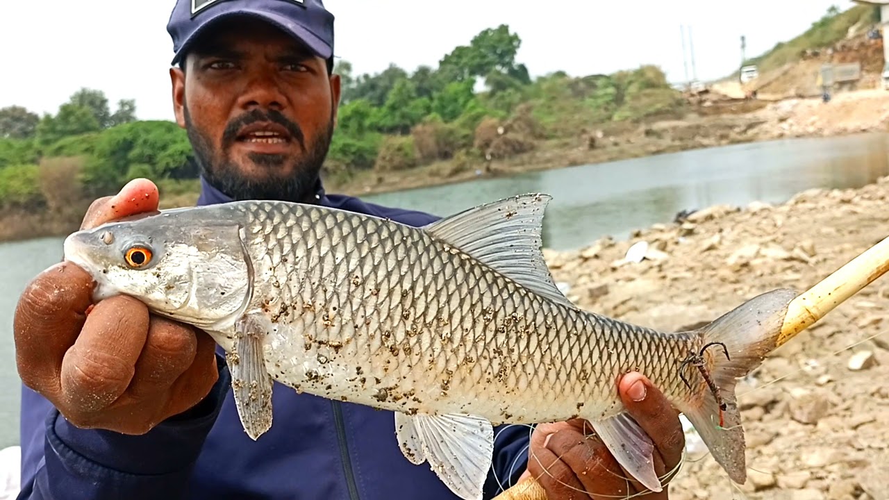 Telangana fishing ##Singh shikar##catching mirgal fish 🐟🐟🐟🐟🐟🐠🎣🎣🎣🎣🎣🎣🎣🎣🎣🎣 ...
