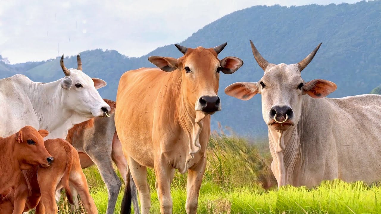 Kumpulan sapi Lembu lucu dan Jinak Berkeliaran di Ladang - contoh ...