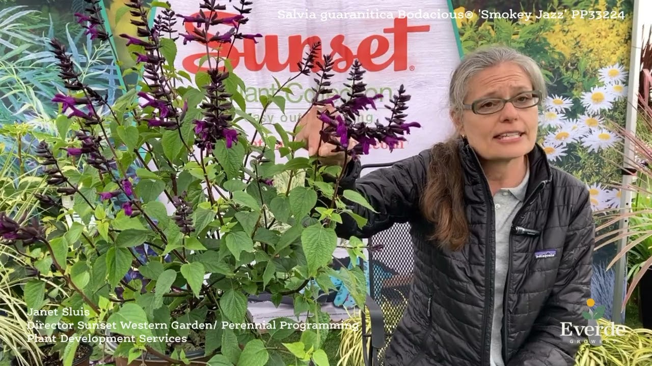 Salvia guaranitica Bodacious® 'Smokey Jazz' PP33224 - YouTube