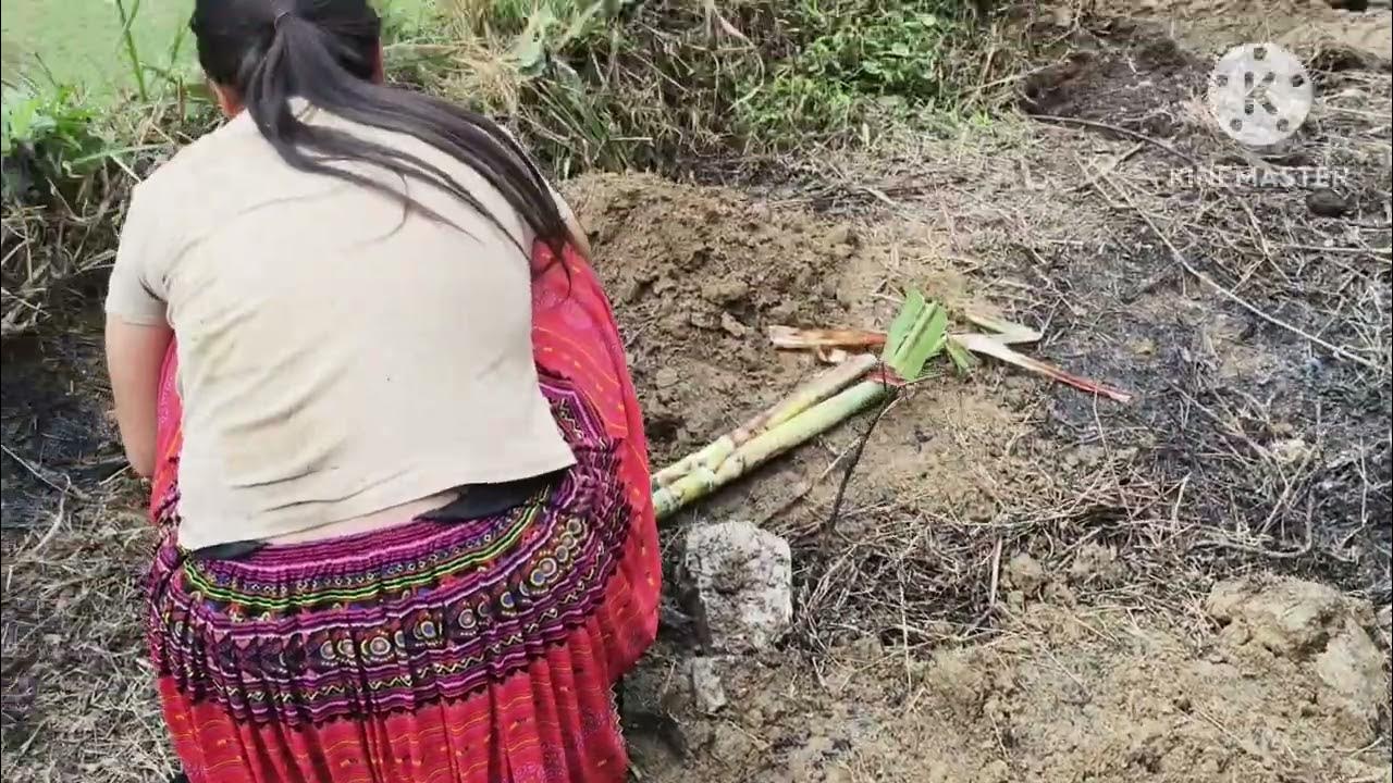 hnub no kuv rov mus luaj teb lawm o 15/2/2025 - YouTube