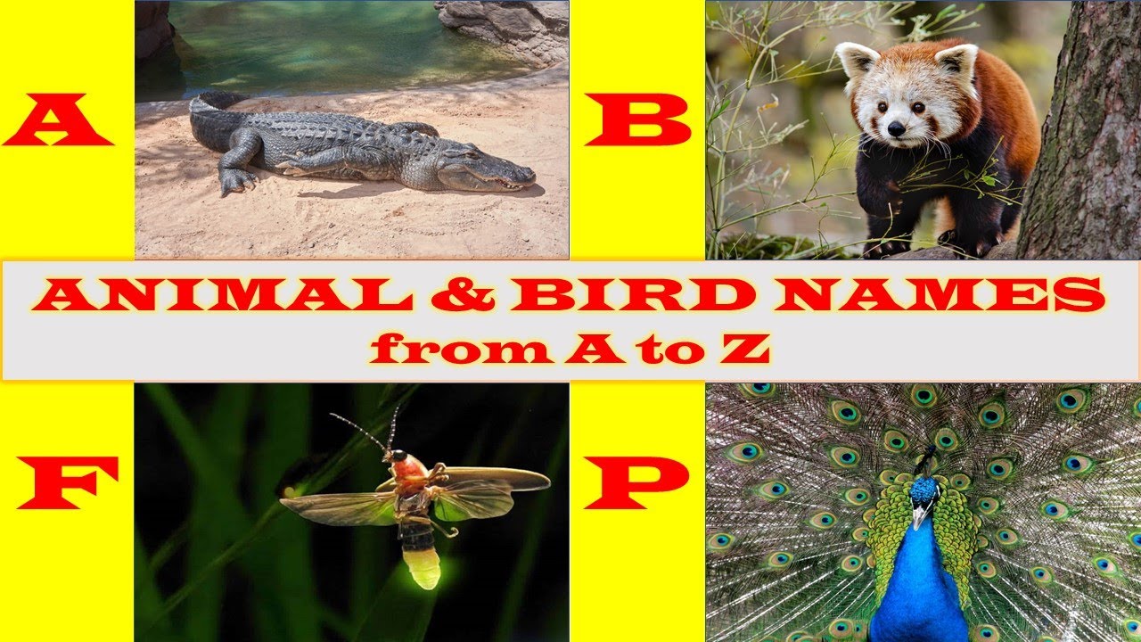 Animal Name | Bird Name | ABC Learning for Kids | Animal & Birds Names ...