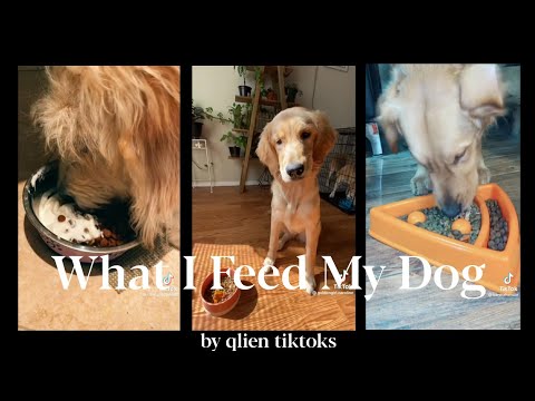 What I Feed My Dog Tiktok Compilation 🐶