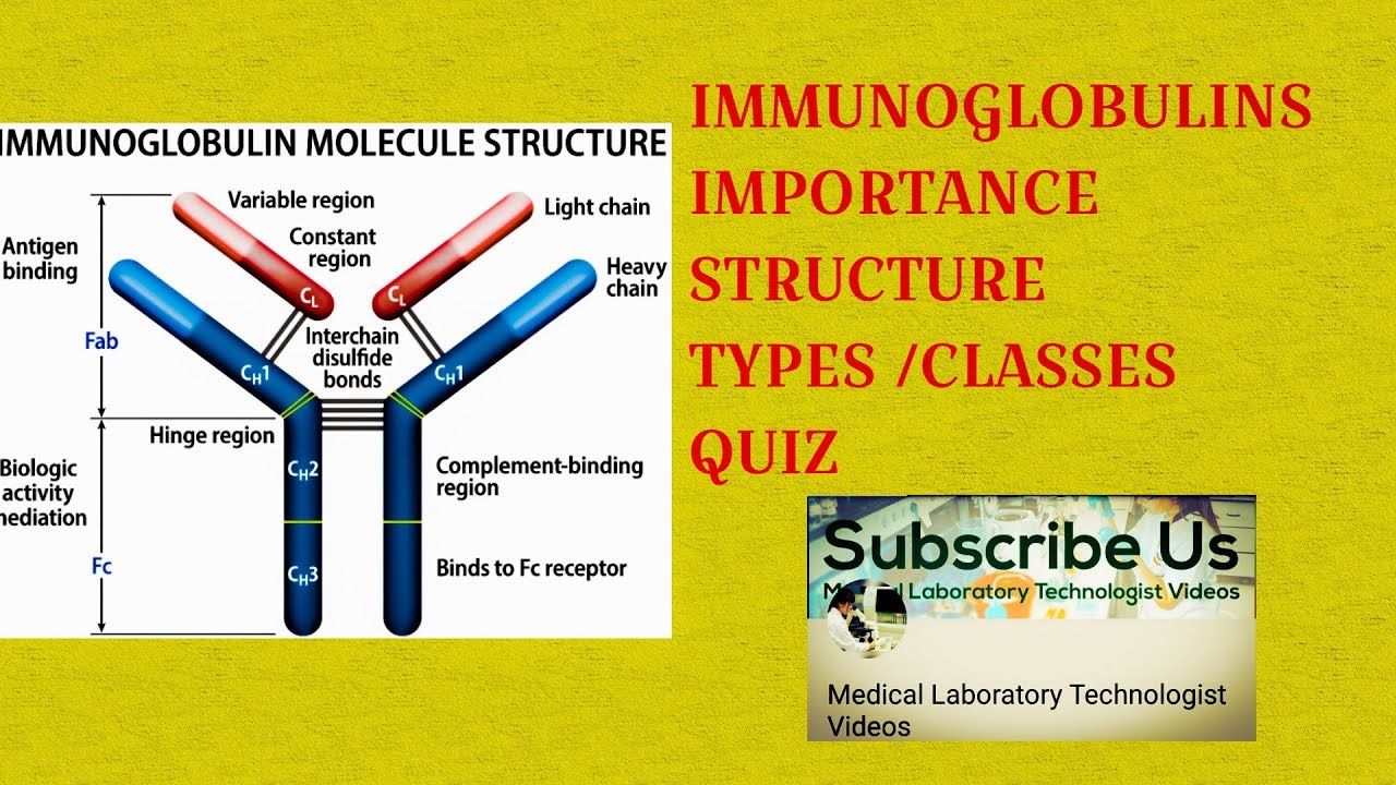 Immunoglobulins And Types Of Immunoglobulins Mnemonic