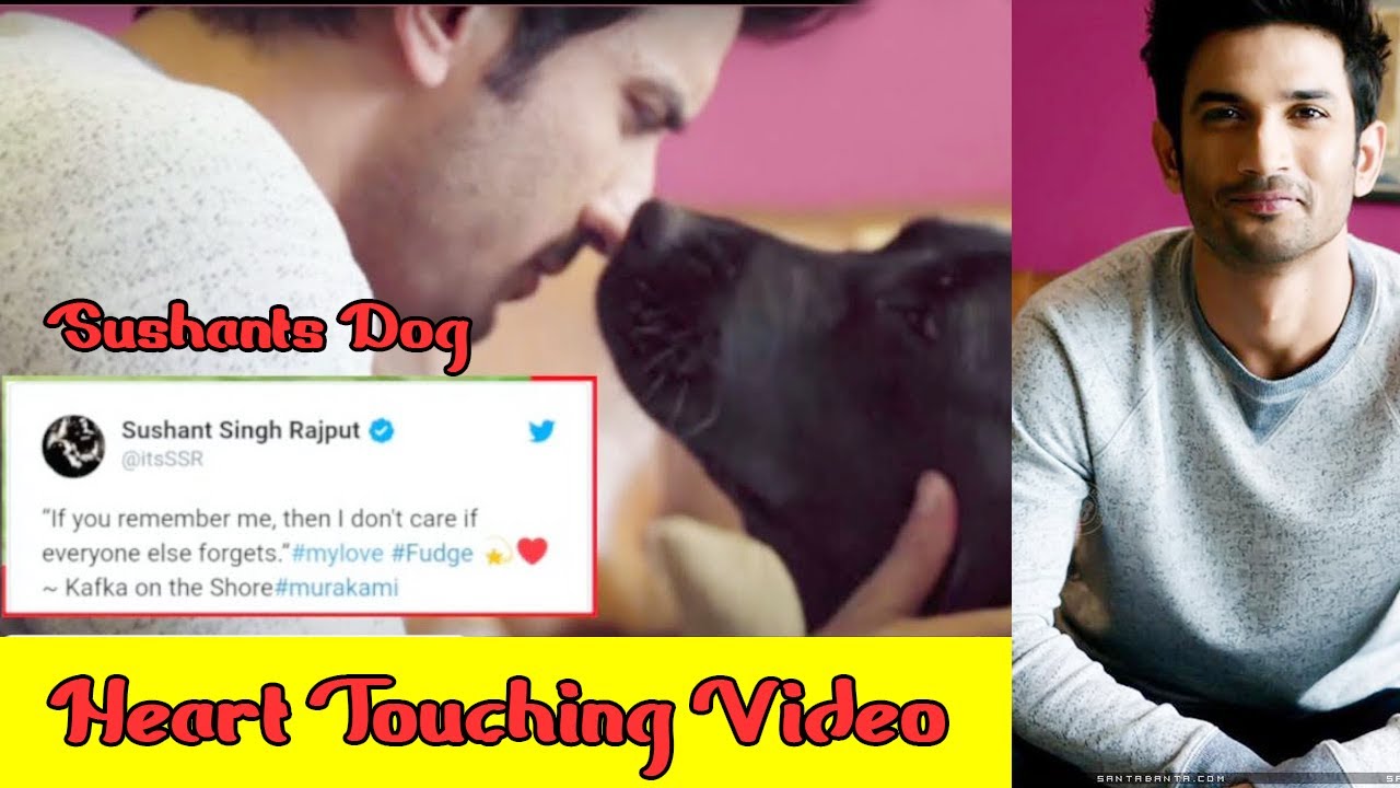 Sushant Dog Fudge Waiting For Him To Come Back 💔 Heart Breaking To See ...