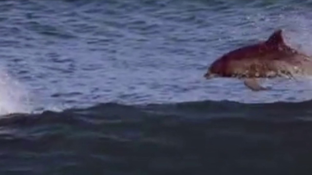 The Cove Film Analysis - YouTube