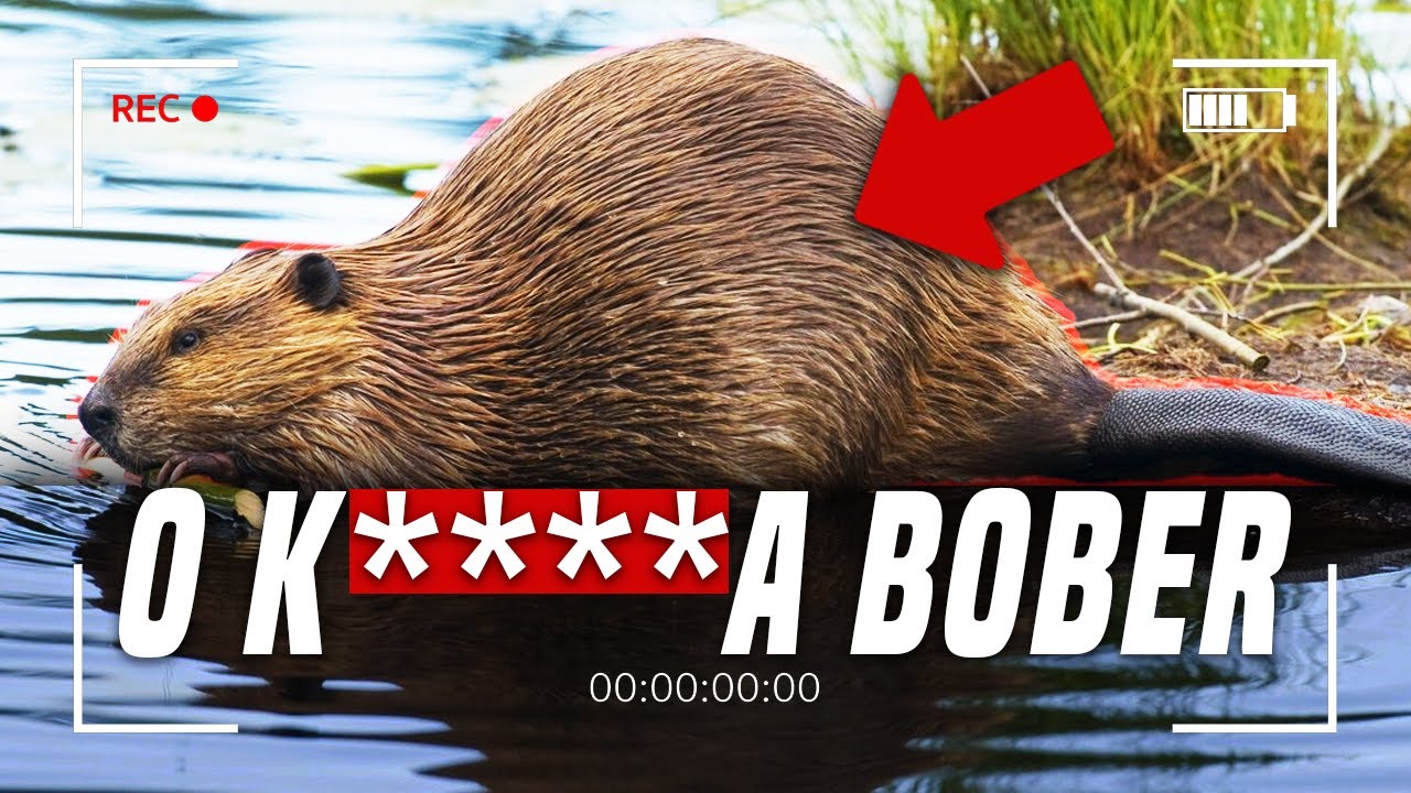 Jak Bóbr podbił Polskę? - YouTube