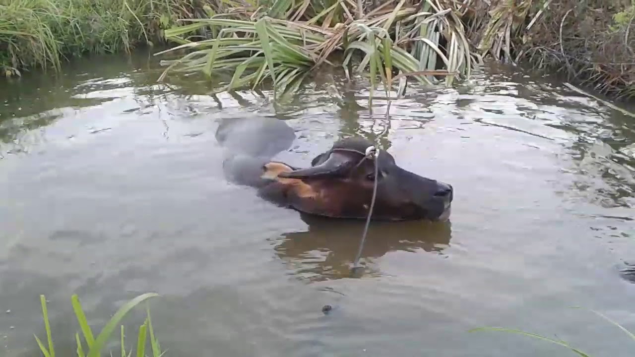 Kerbau berkubang - YouTube