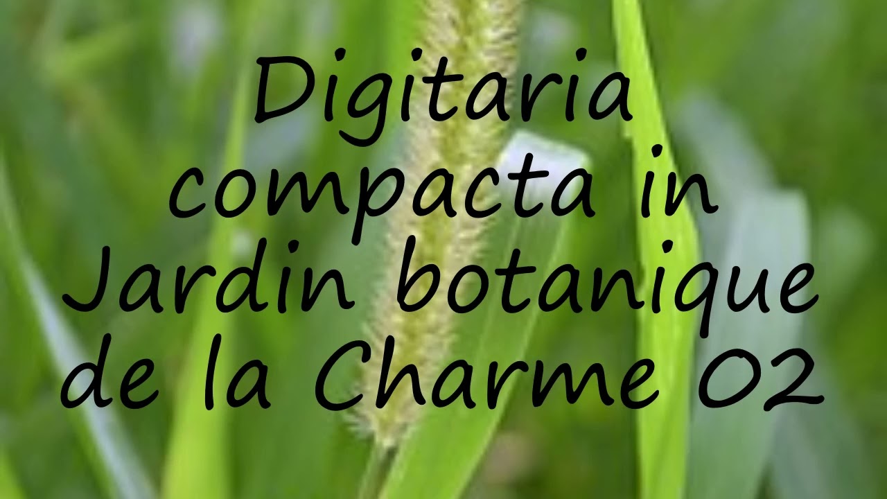 How to pronounce Digitaria compacta in Jardin botanique de la Charme 02 ...