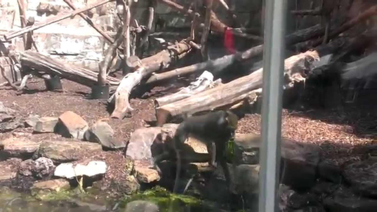 Mandrill eating bugs from algae/seaweed - YouTube