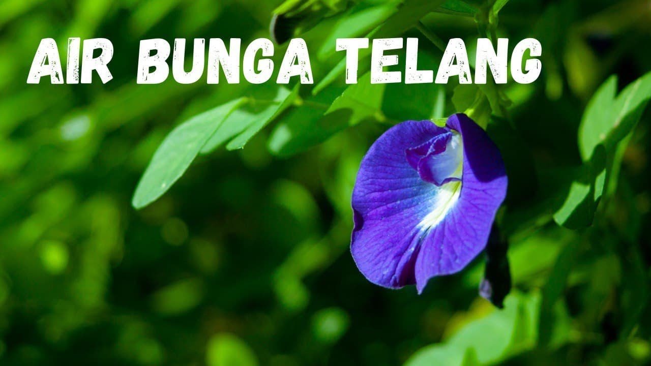 Air Bunga Telang & lemon - YouTube
