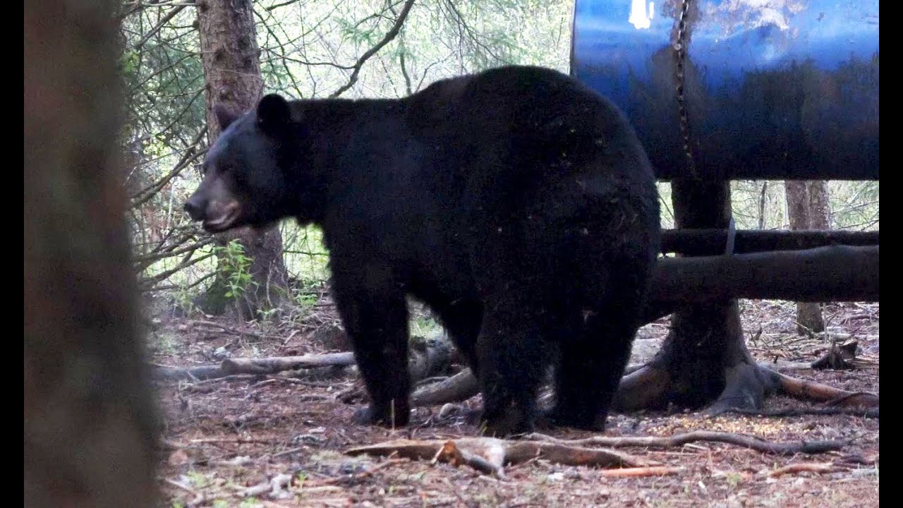 Big Bear Down From The Ground | Manitoba 2022 - YouTube