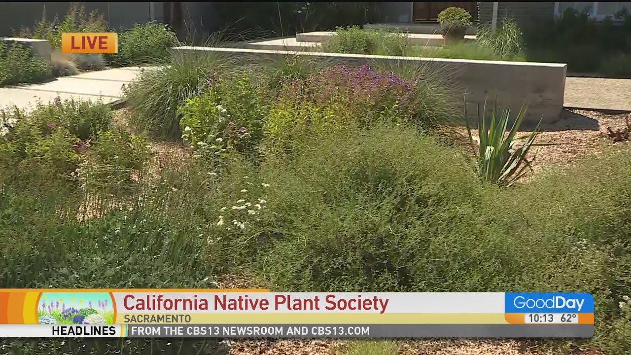 California Native Plant Society - YouTube