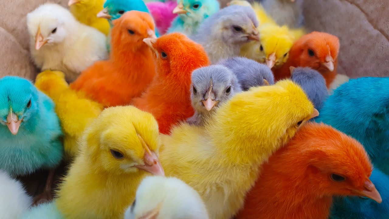 Colorful Chicks | Lovely Hen Baby Chicks | Colour Chick Video | Many ...