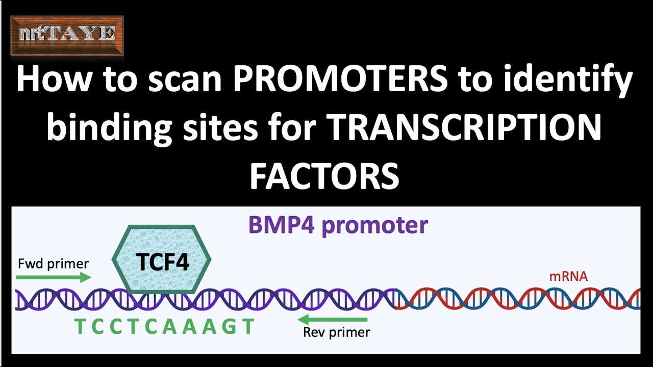 Transcription Factor Binding Site