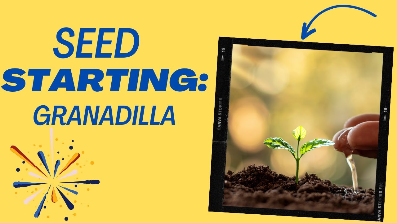 How to grow granadilla from seed - YouTube