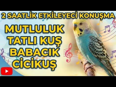 DİNLET KONUŞSUN -2 SAATLİK KONUŞMA - KUŞ SESİ-KONUŞAN KUŞ- DİNLET KONUŞTUR -#parrot#birds#vogel